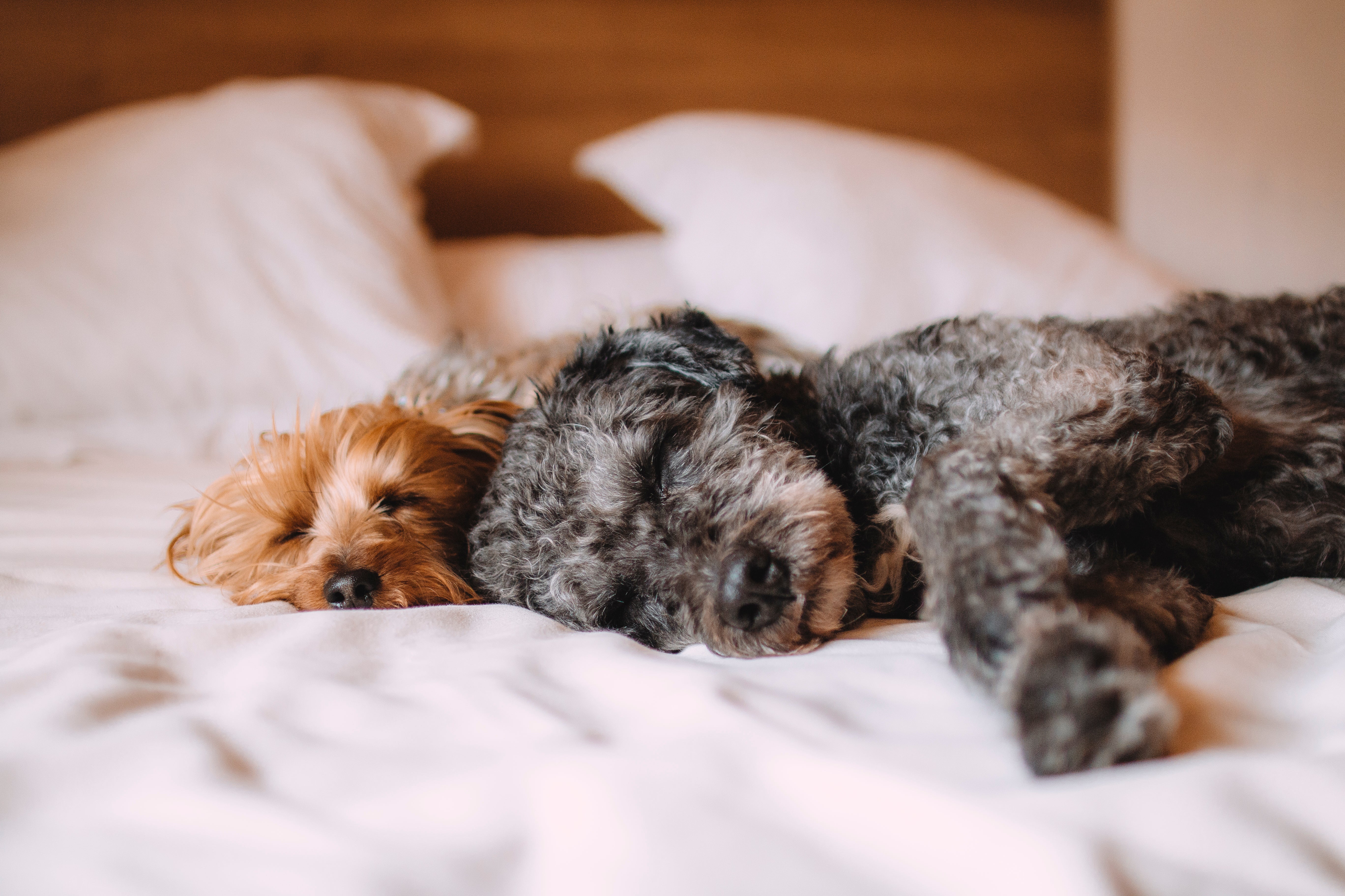 Diabetes en perros: ¿Qué necesito saber? – Bitute